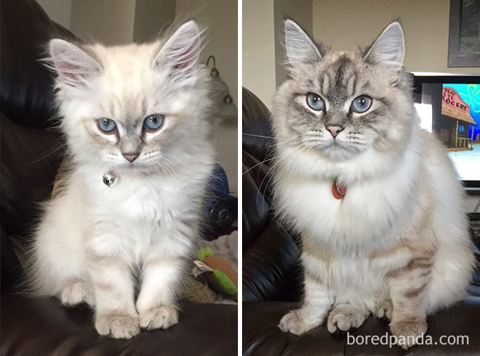 Wholesome Before-And-After Pictures Of Cats Growing Up (50 Pics)
