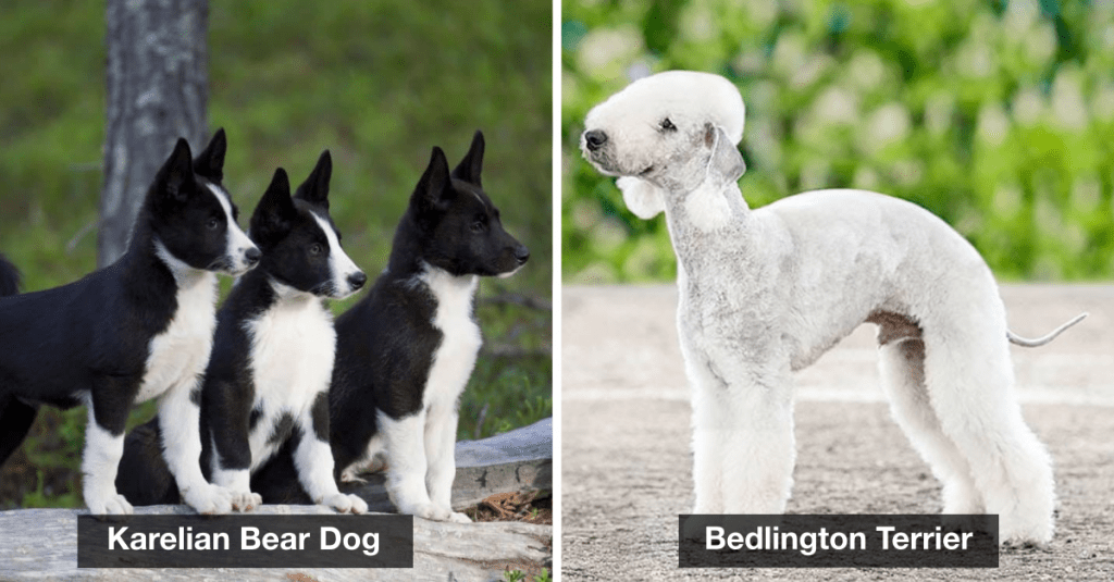 Unique Dog Breeds That You've Probably Never Seen Before.