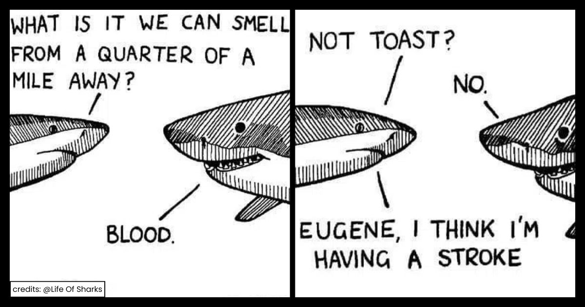 24 Hilarious Comics That You All Can Relate To If You Are A Shark